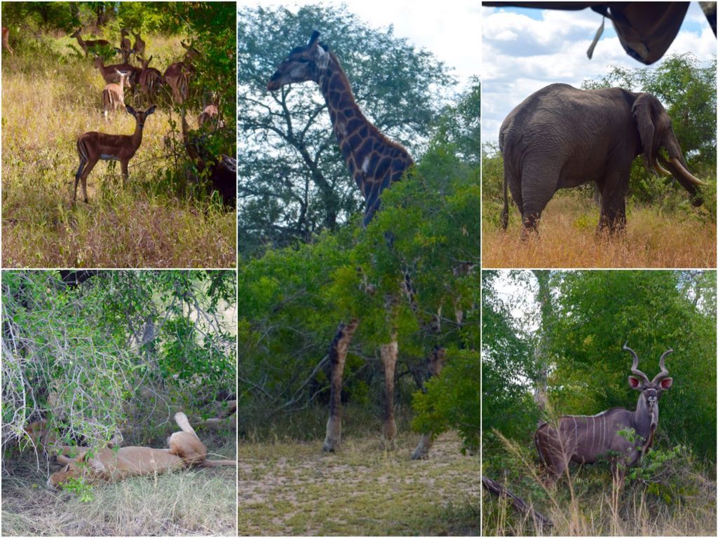 Best Bits of Mala Mala, South Africa